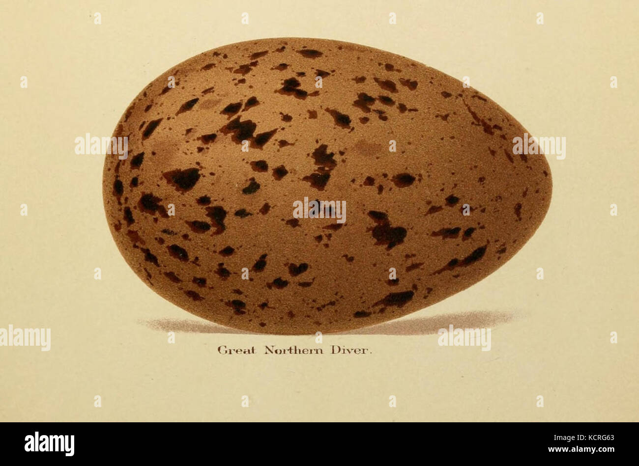 Common loon eggs hi-res stock photography and images - Alamy