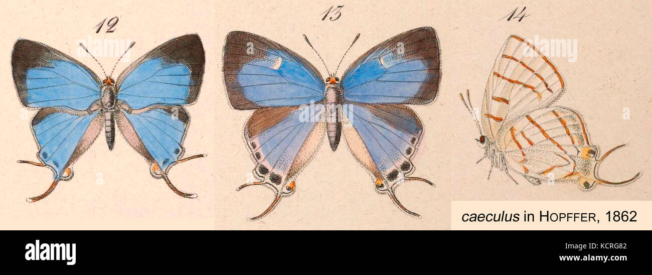 Hemiolaus hi-res stock photography and images - Alamy