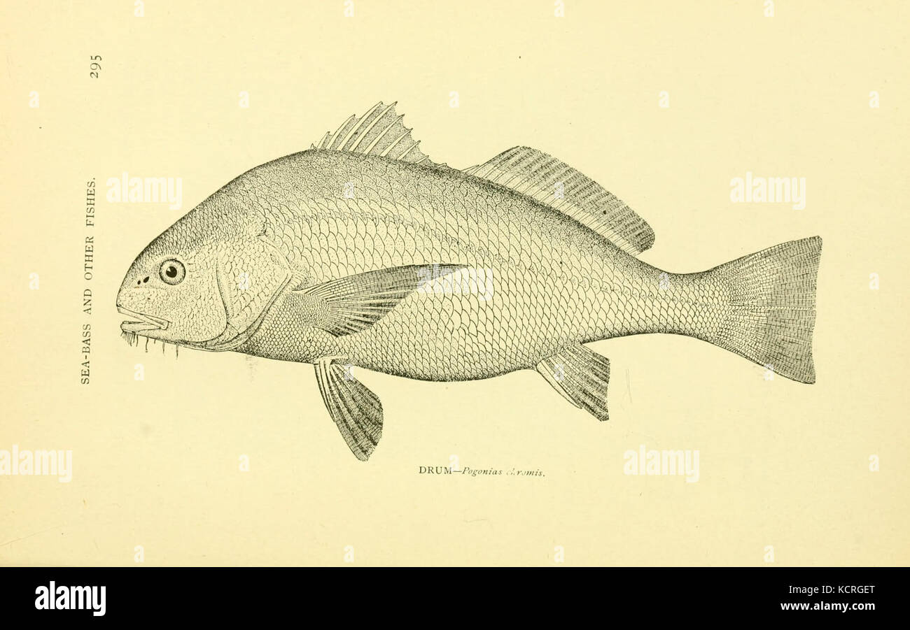 American game fishes; their habits, habitat, and peculiarities; how ...