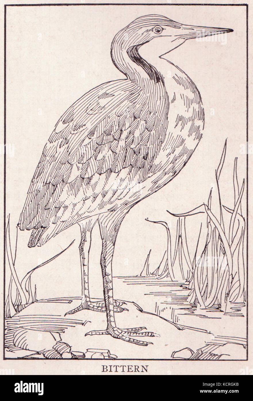 Bittern line hi-res stock photography and images - Alamy