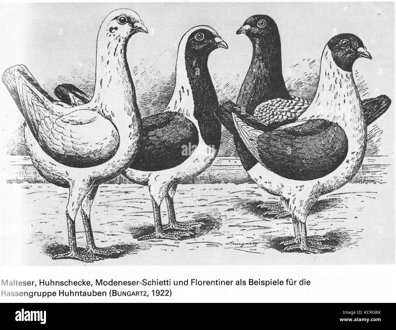 Die Taube, 1984, 0006 Stock Photo - Alamy