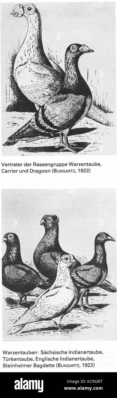 Die Taube, 1984, 0009 Stock Photo - Alamy