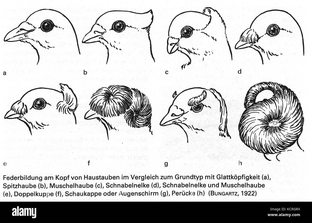 Die Taube, 1984, 0010 Stock Photo - Alamy