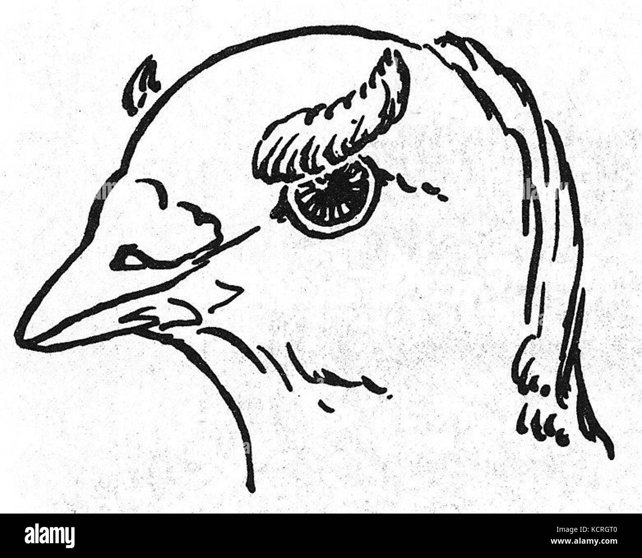 'Die Taube' is a 1984 work, with this image featuring a detailed ...