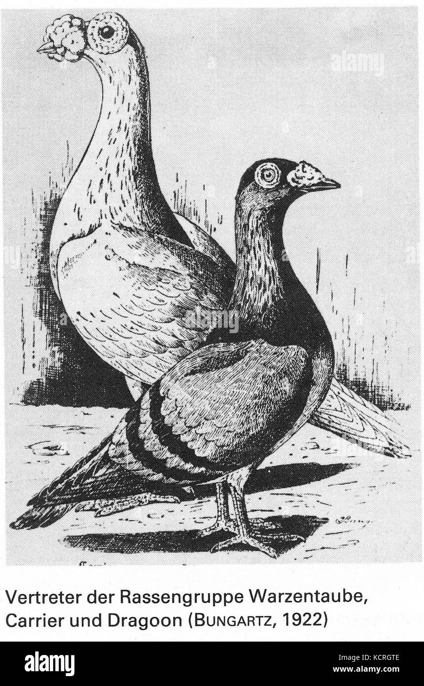 Die Taube, 1984, 0015 Stock Photo - Alamy