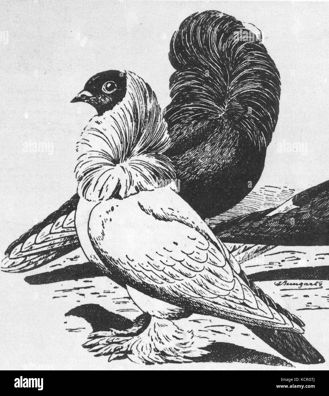 Die Taube, 1984, 0016 (cropped Stock Photo - Alamy