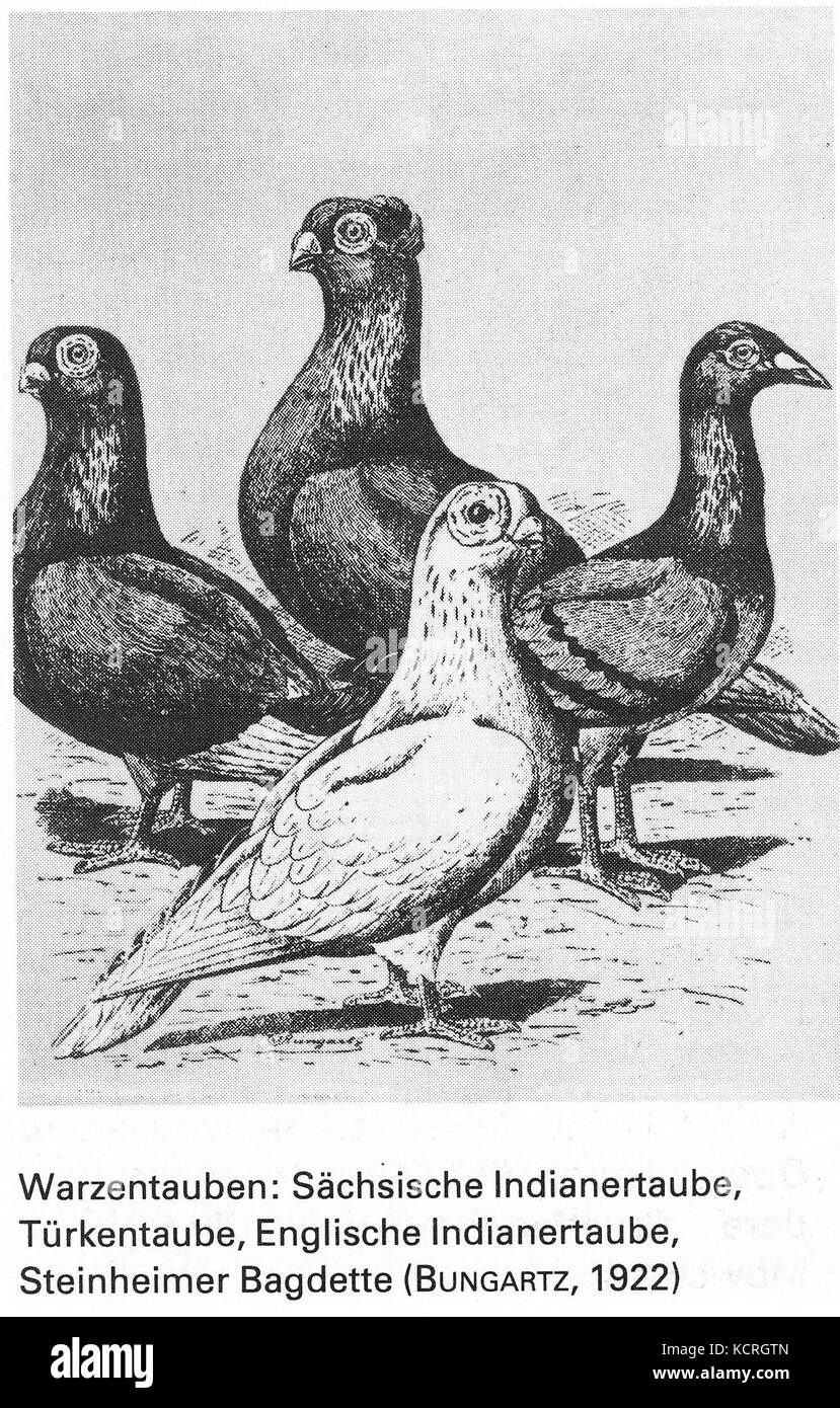 Die Taube, 1984, 0019 Stock Photo - Alamy
