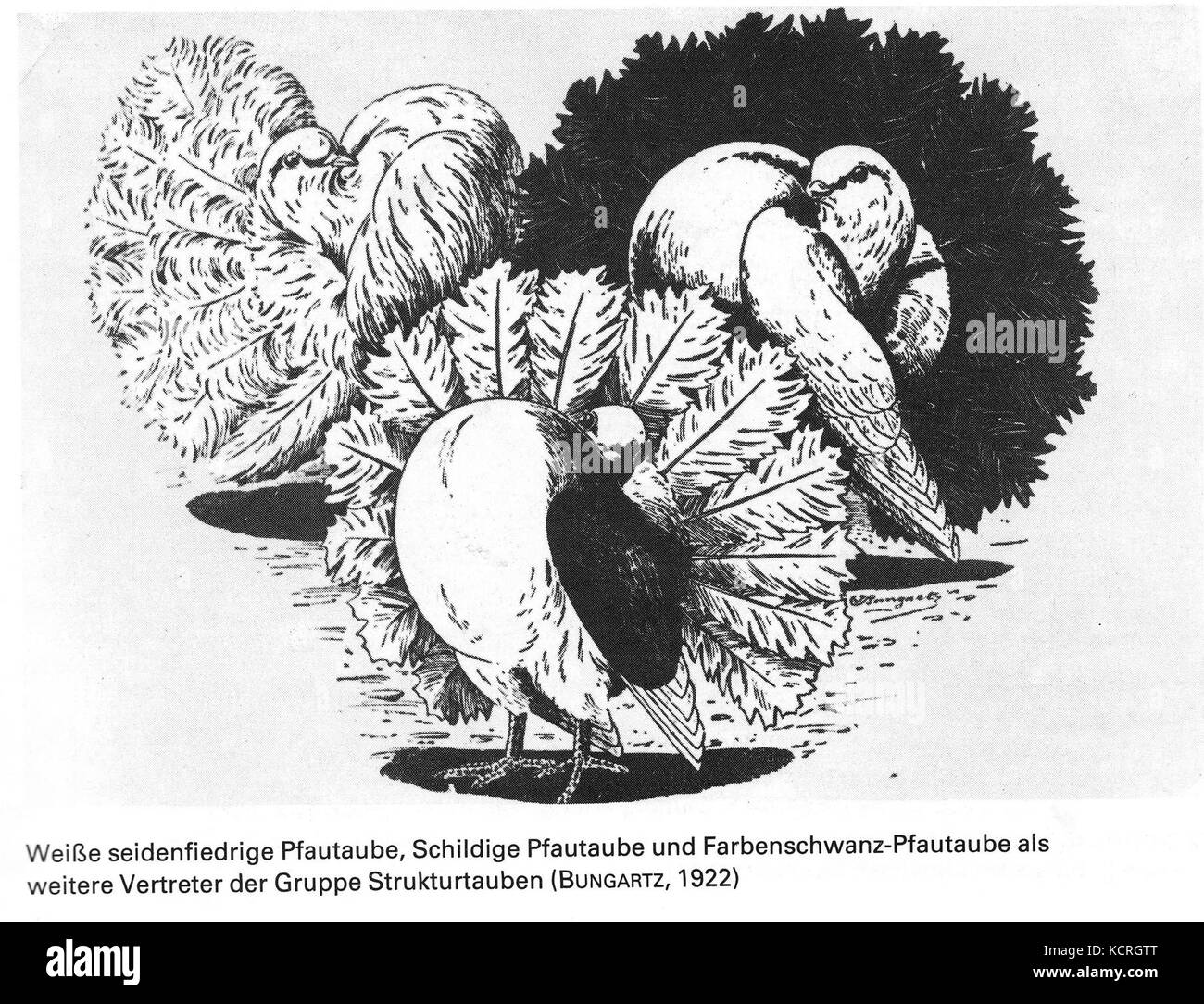 Die Taube, 1984, 0022 Stock Photo - Alamy