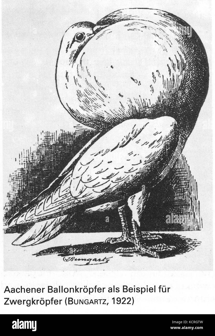 Die Taube, 1984, 0023 Stock Photo - Alamy