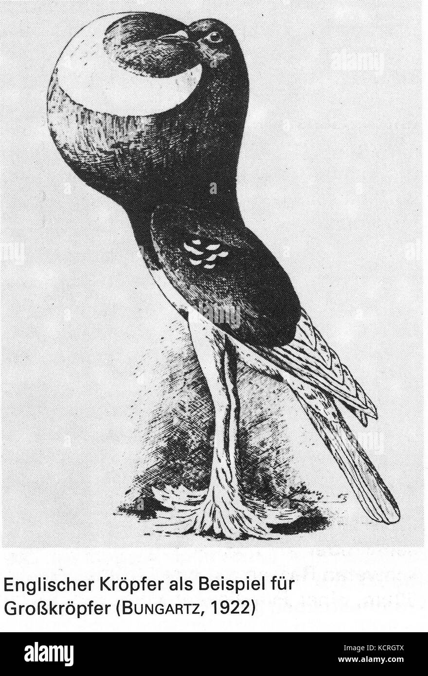 Die Taube, 1984, 0024 Stock Photo - Alamy