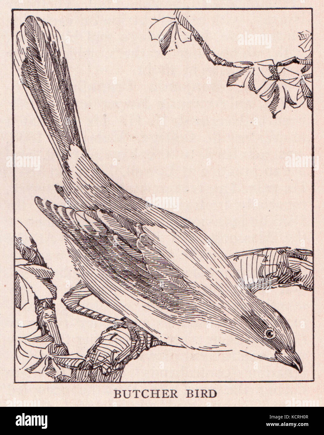 The butcherbird is a carnivorous bird native to Australia, known for ...