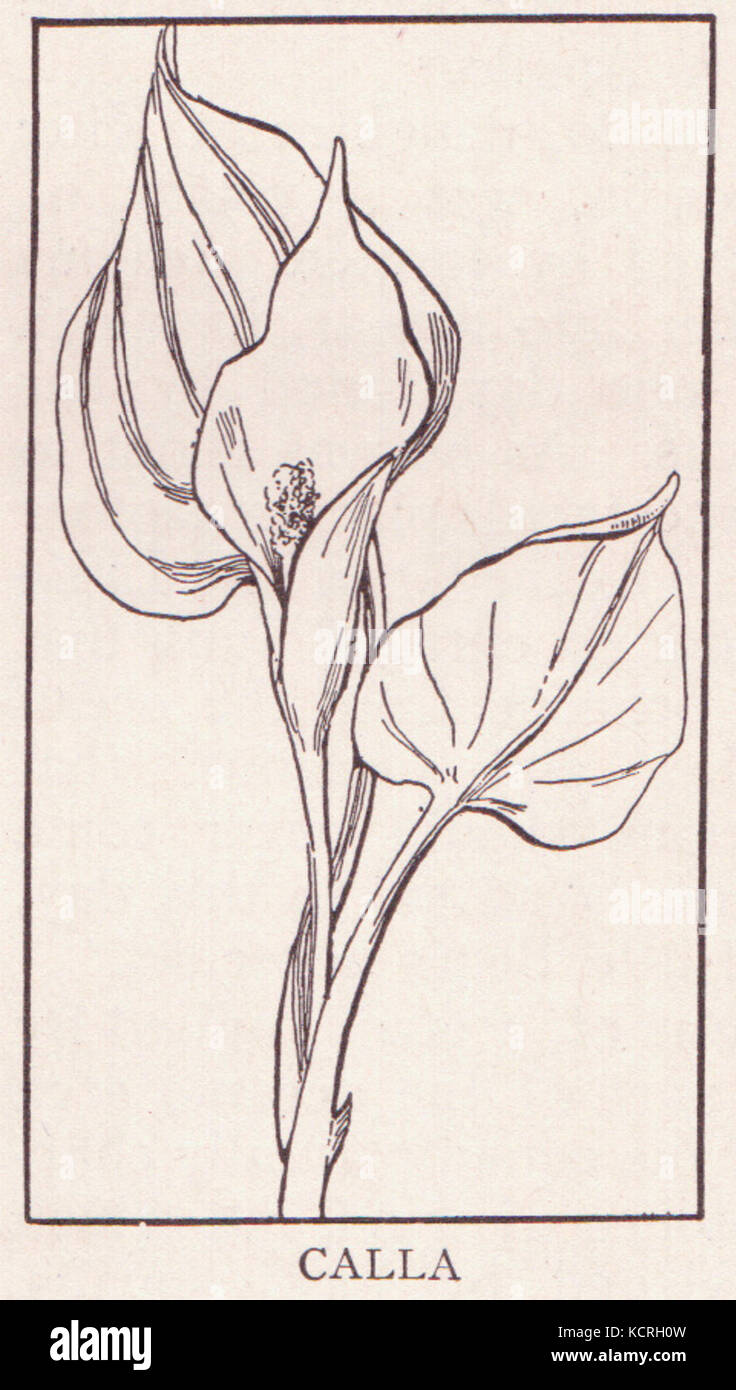 Page 455 of a botanical text features detailed illustrations and ...