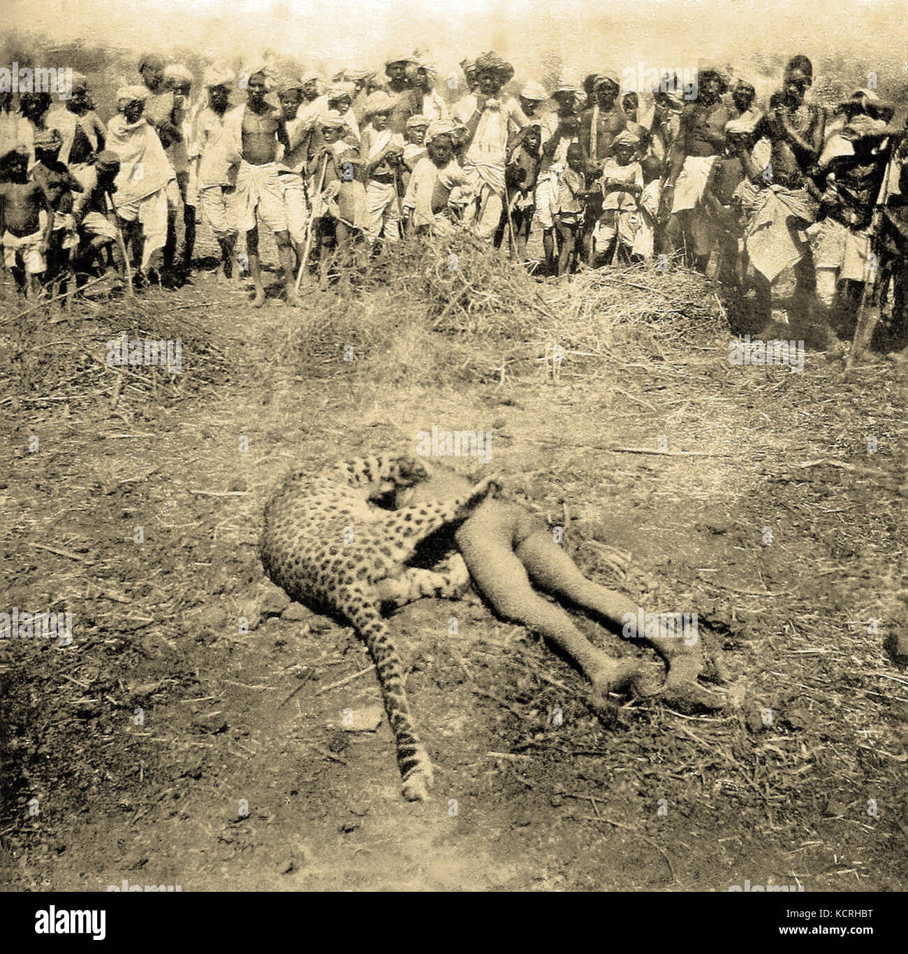 The gunsore leopard, a wild animal sighted in Somnapur village, Seoni ...