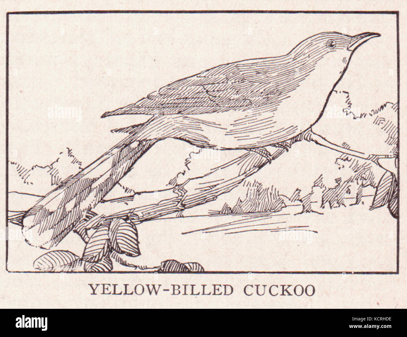 Cuckoo map hi-res stock photography and images - Alamy