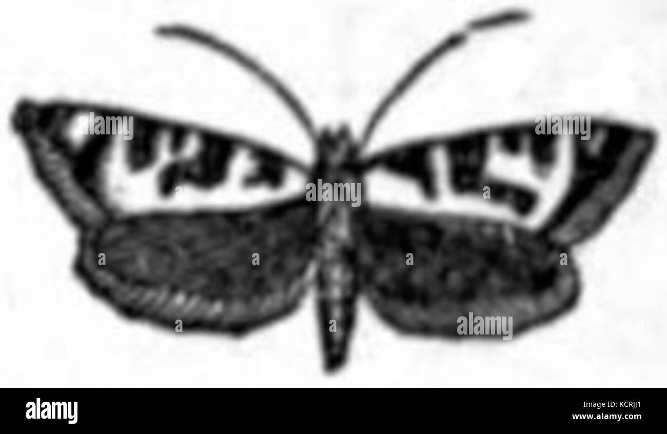 Moth monitoring Black and White Stock Photos & Images - Alamy