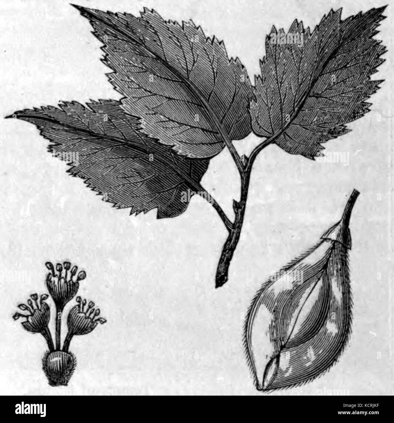 American tree Black and White Stock Photos & Images - Alamy