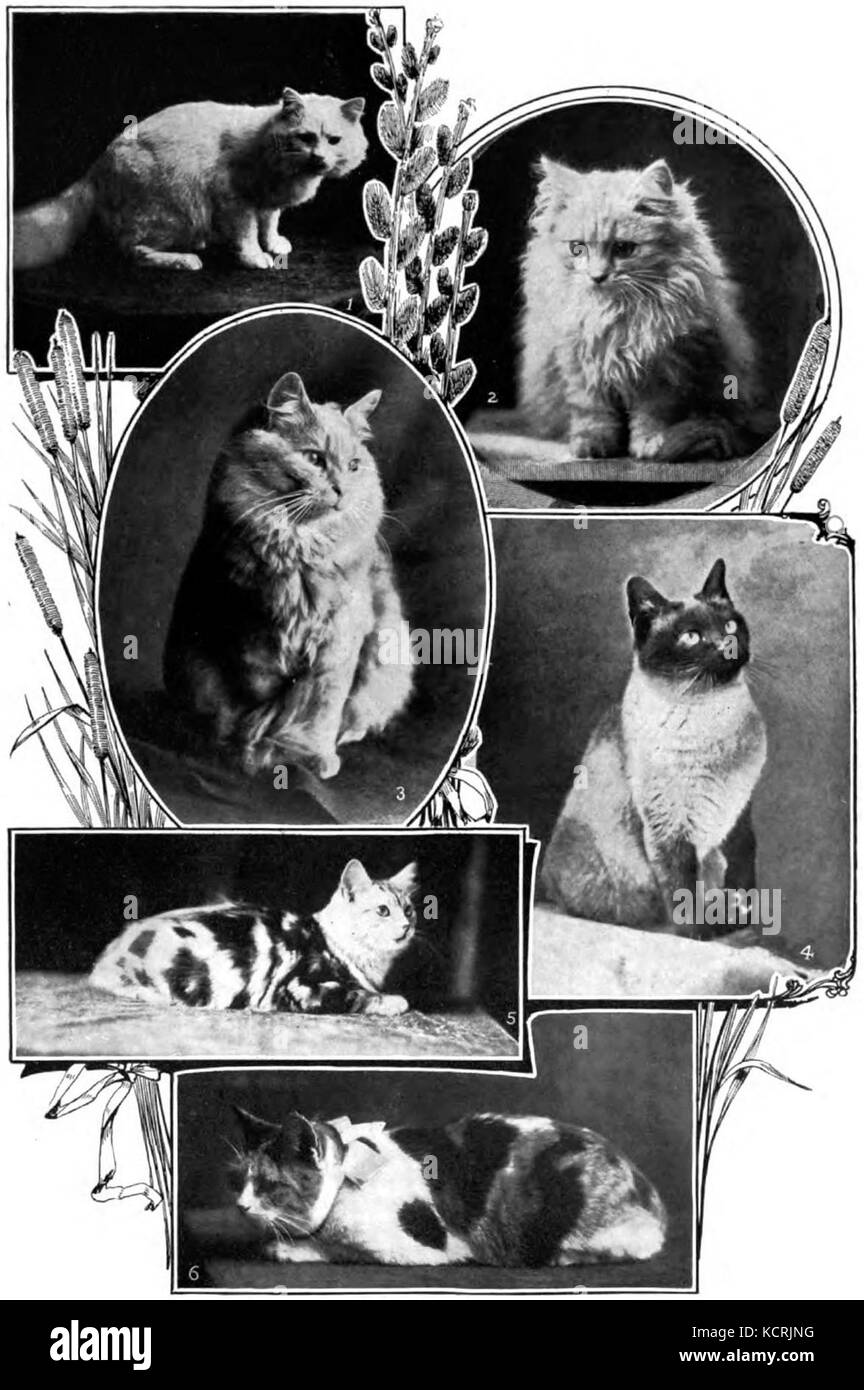 This image from the 1920s showcases a domestic cat, a common subject of ...