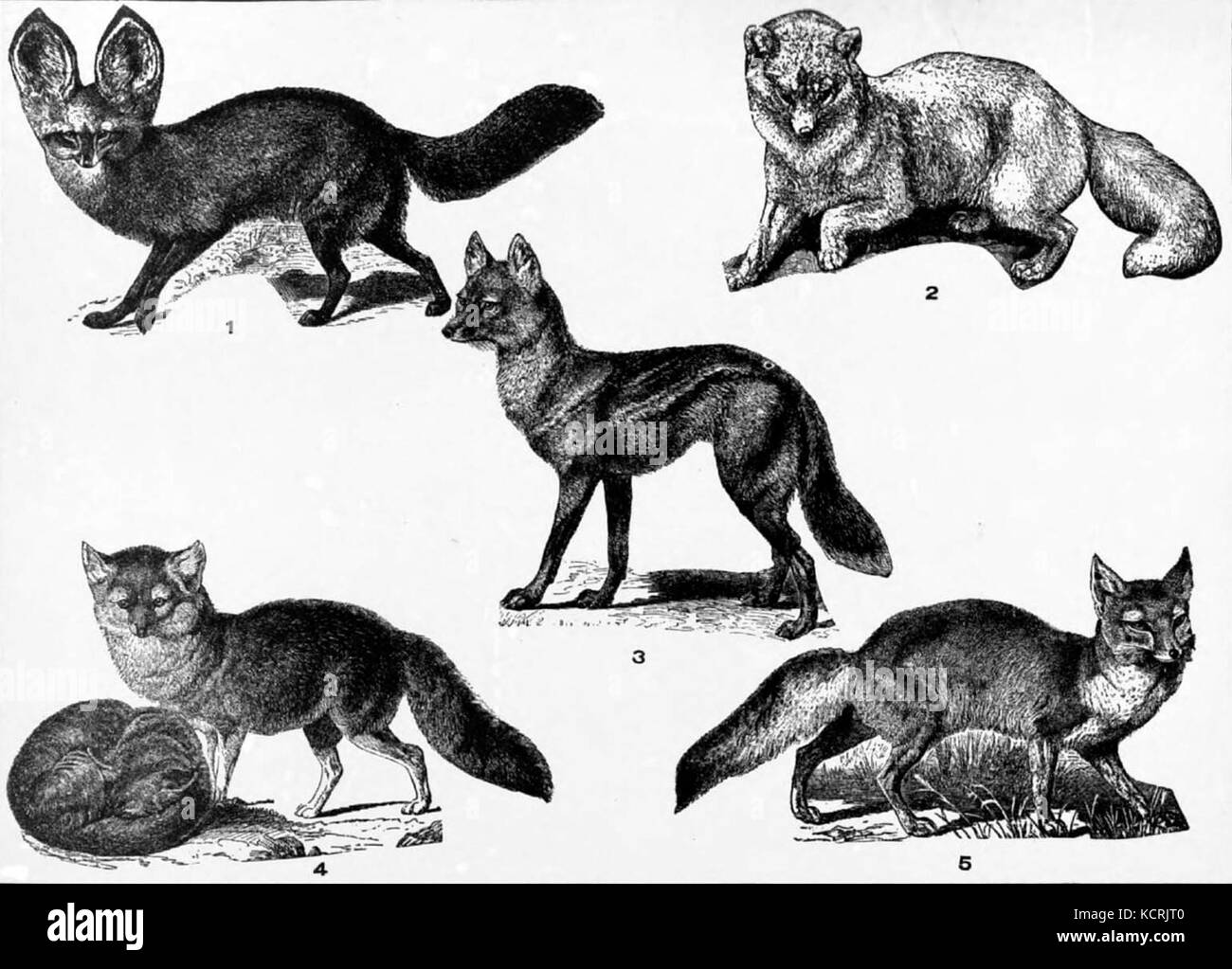 A photograph depicting a group of foxes in a rural or woodland setting ...