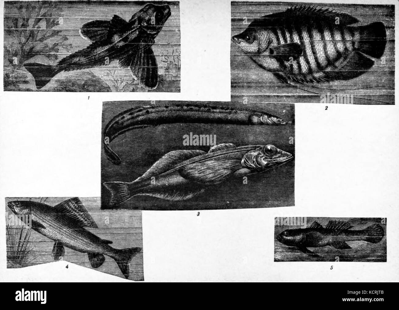 Aquatic distribution hi-res stock photography and images - Alamy