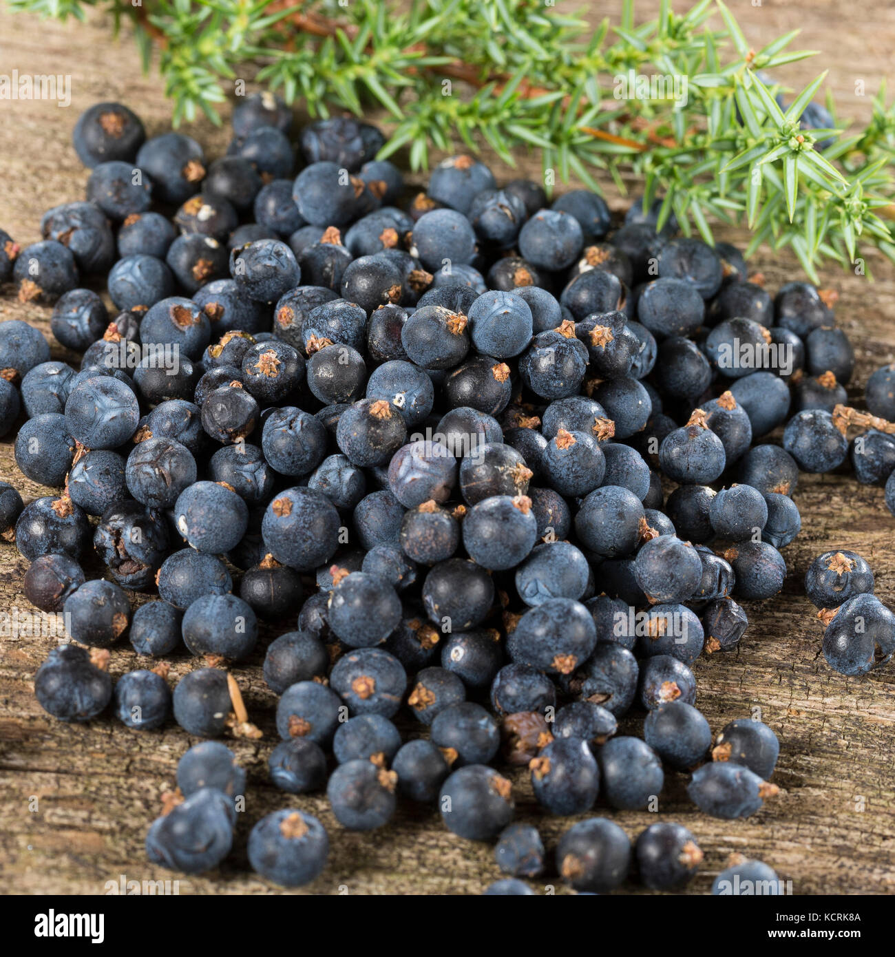 Wacholderbeeren, Wacholder-Beeren, Gemeiner Wacholder, Heide-Wacholder ...