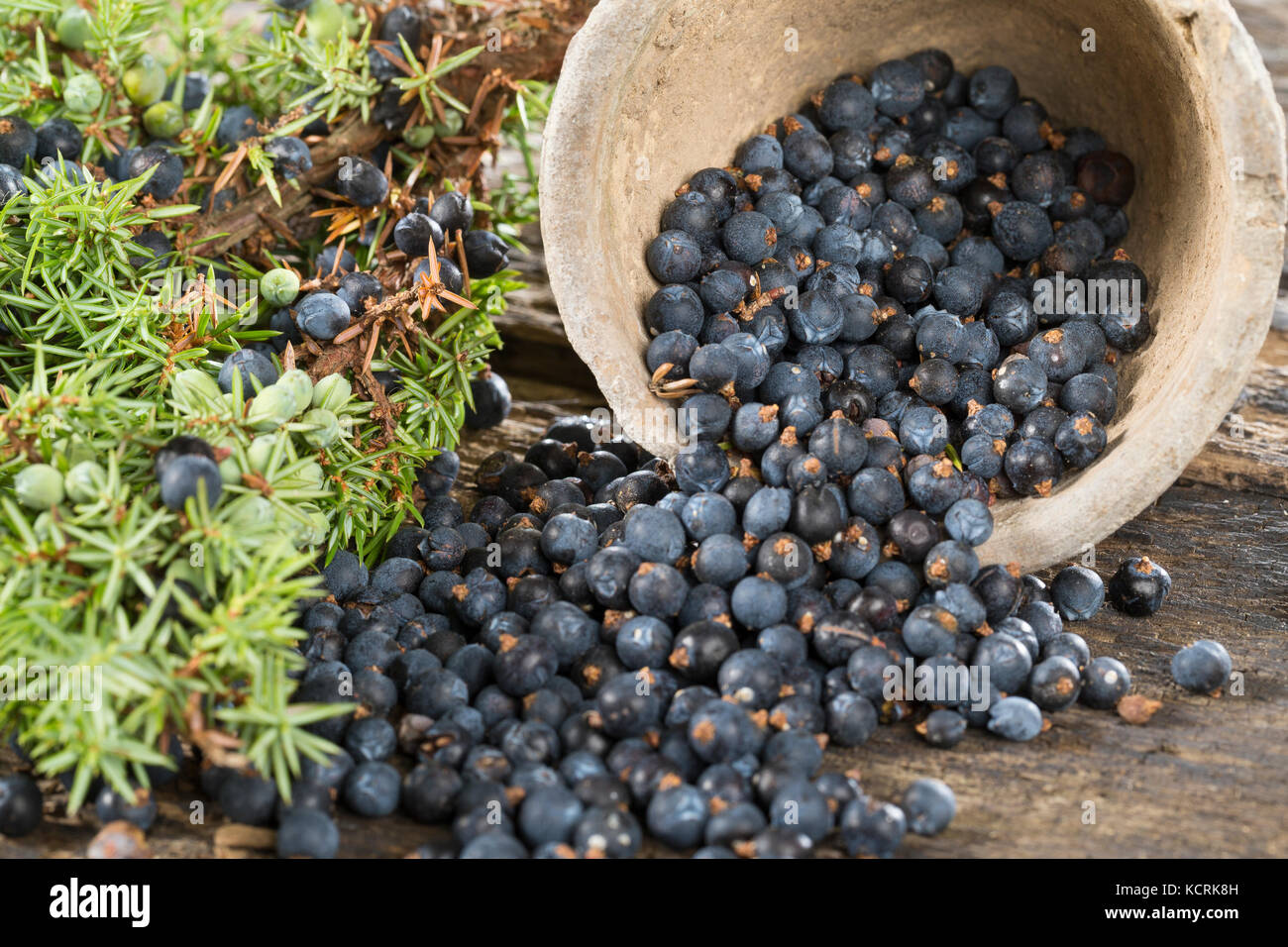 Wacholderbeeren, Wacholder-Beeren, Gemeiner Wacholder, Heide-Wacholder ...