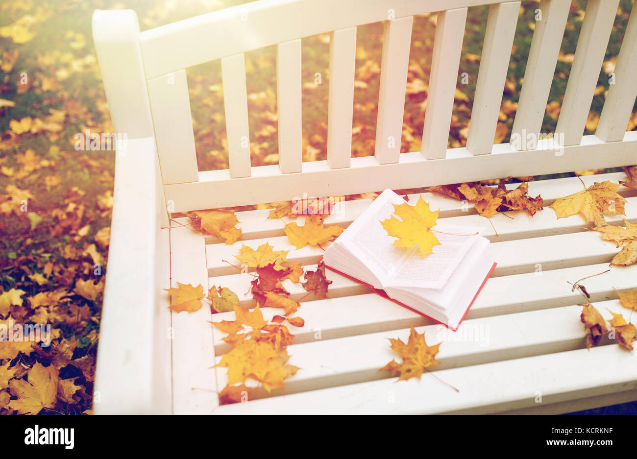 open book on bench in autumn park Stock Photo - Alamy