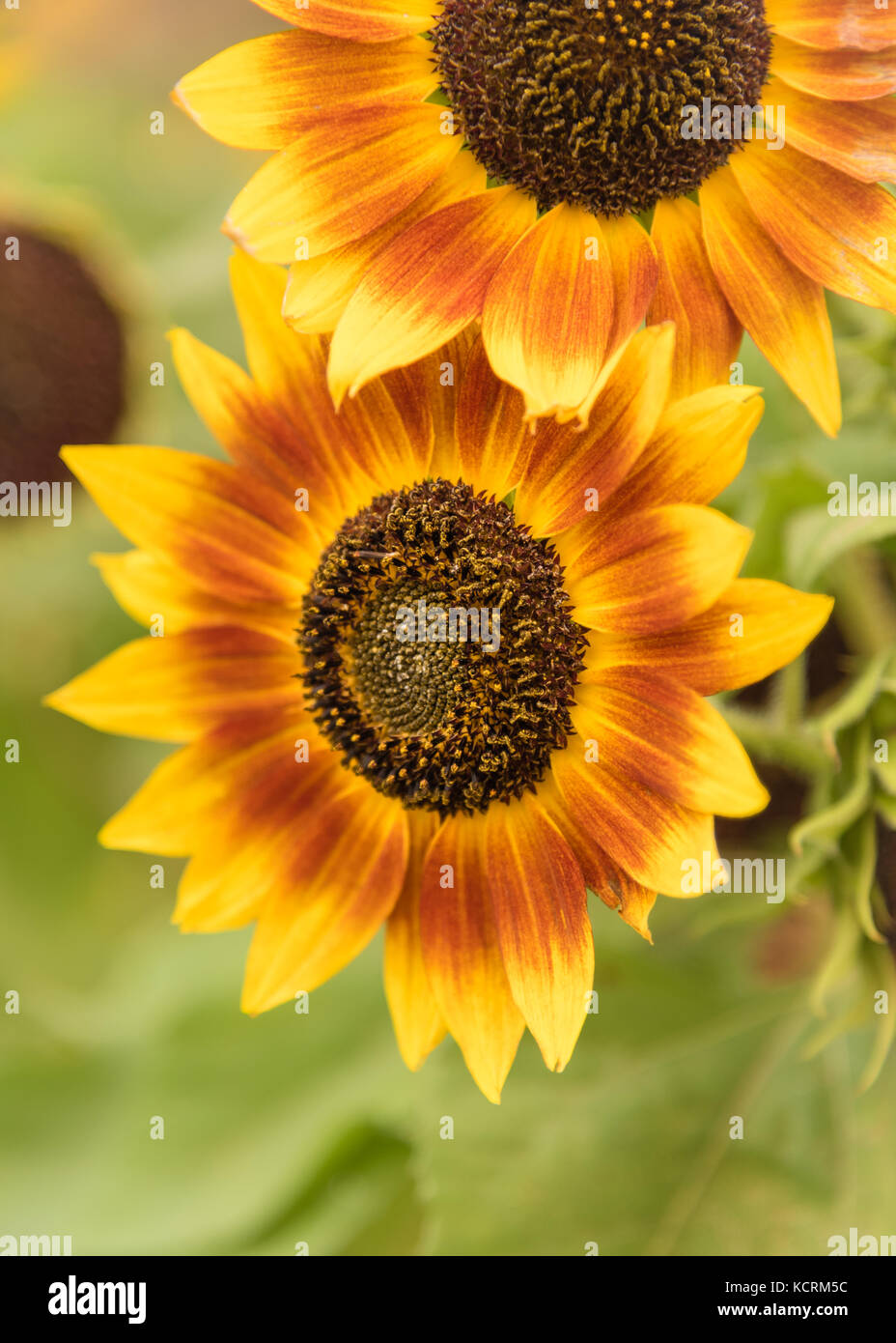 Close-up of sunflower blossom in autumn Stock Photo - Alamy