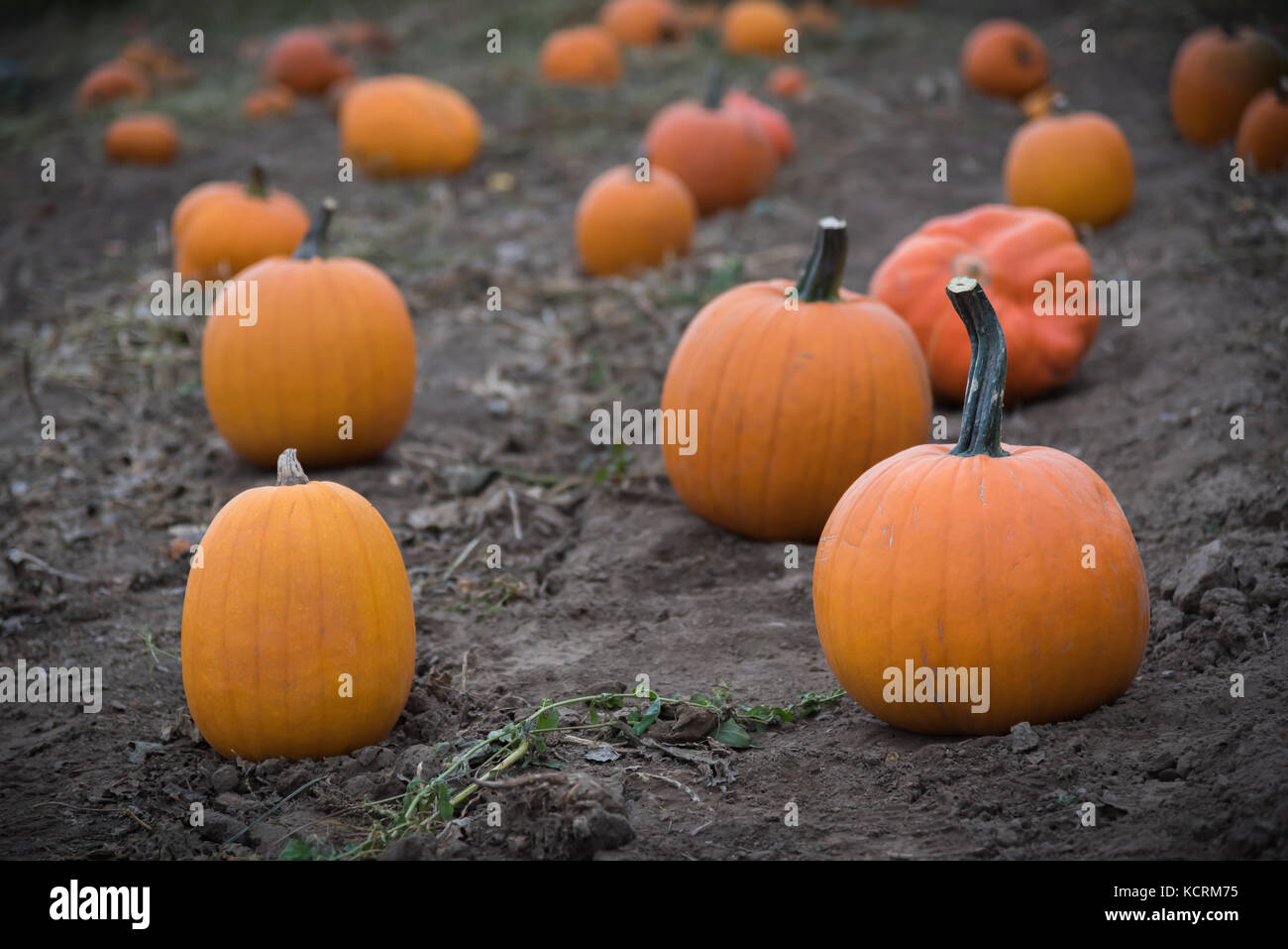 Pumpkins in farm field in autumn Stock Photo - Alamy