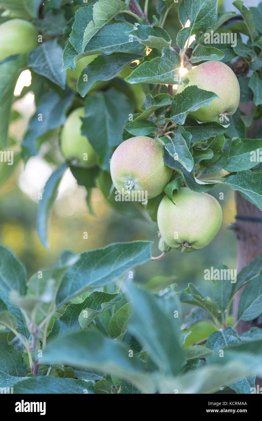 Bc apples hi-res stock photography and images - Alamy