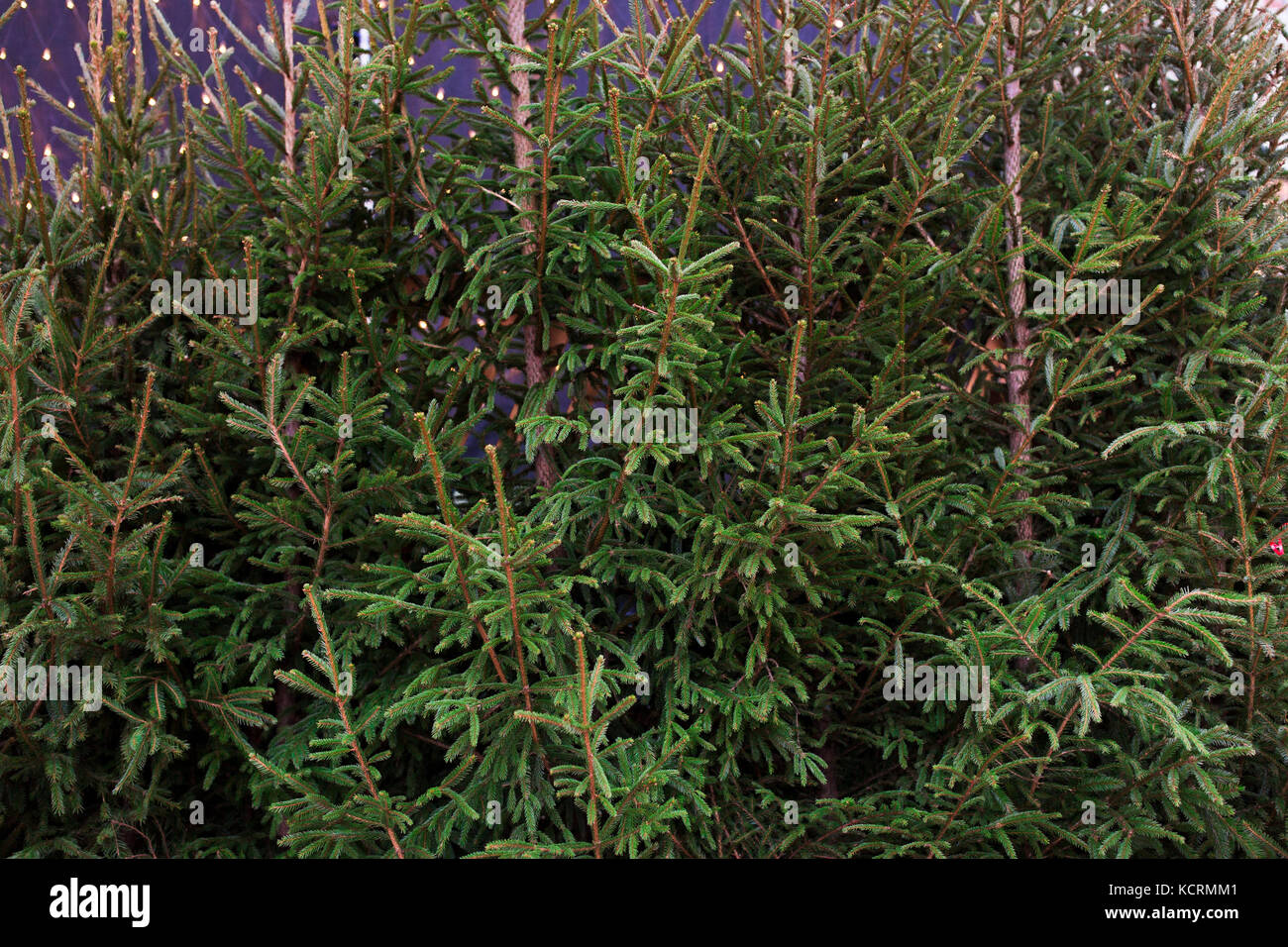 close up of natural fir trees at christmas market Stock Photo - Alamy