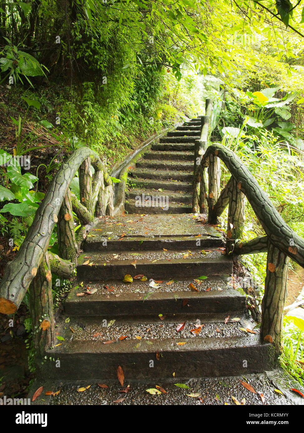 Stairs in the jungle, Taiwan Stock Photo - Alamy