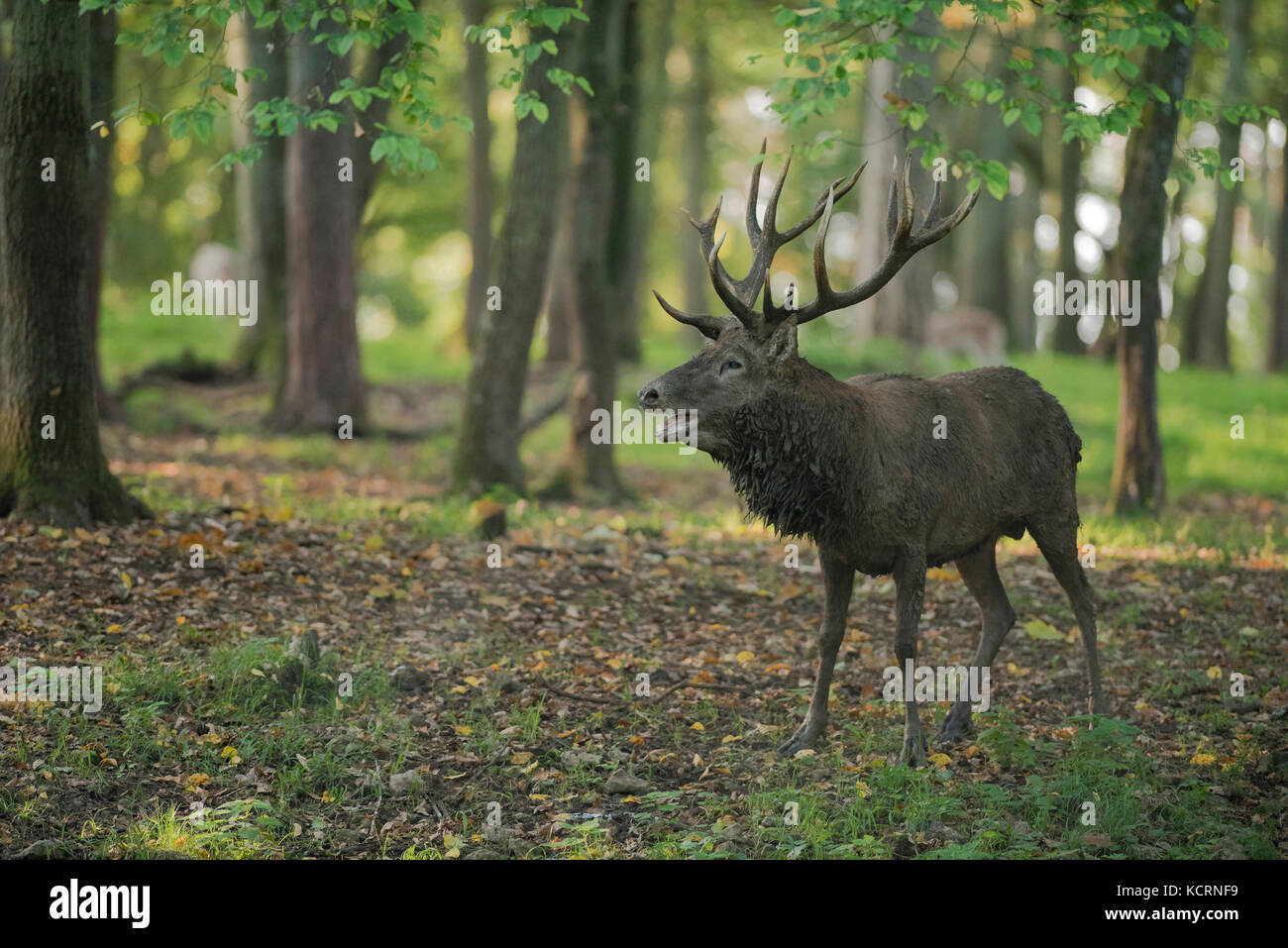 Red deer in the forest Stock Photo - Alamy