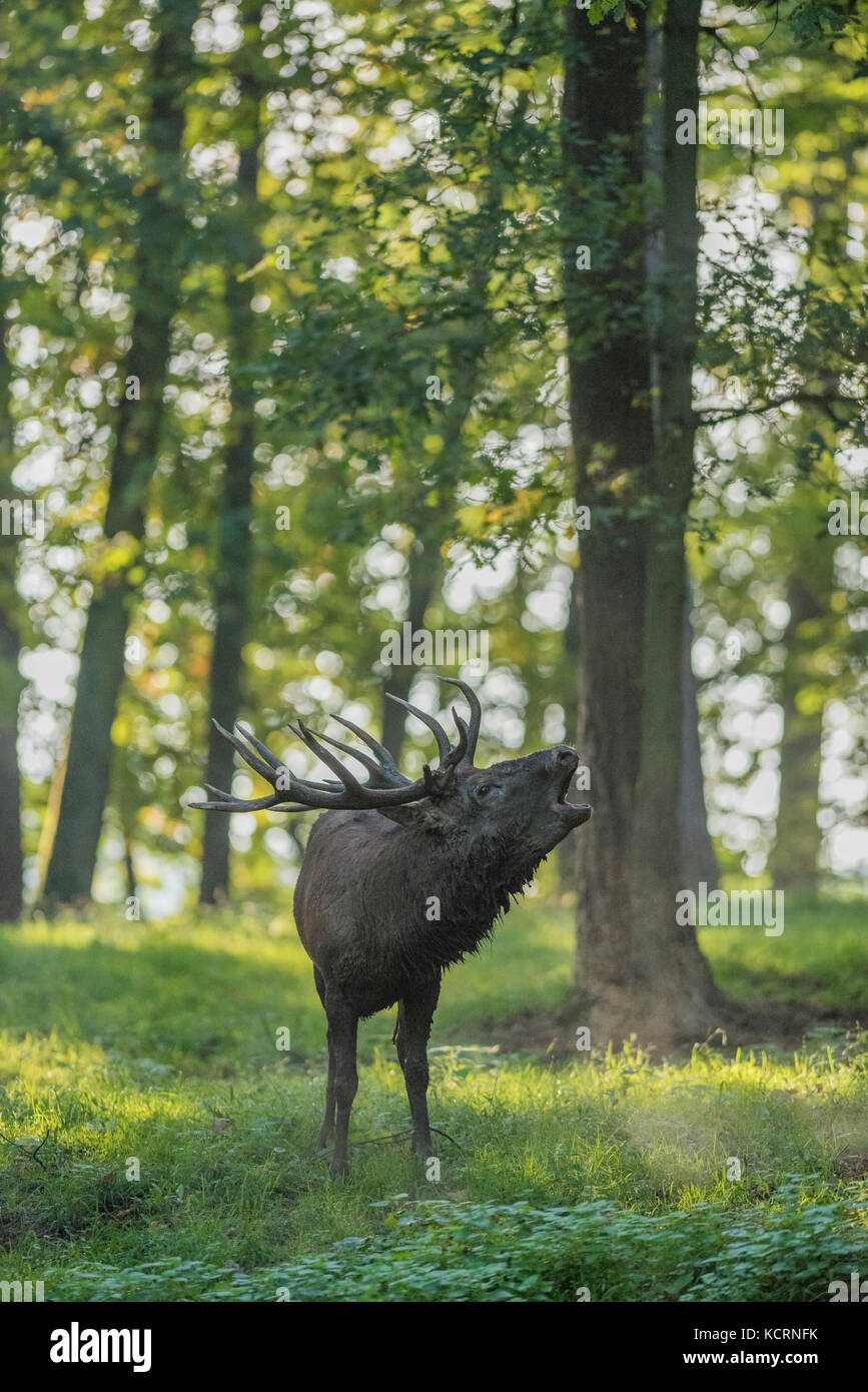 Red deer in the forest Stock Photo - Alamy