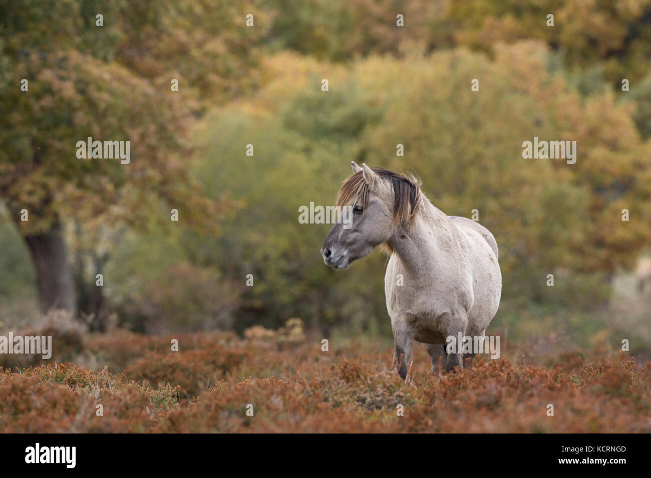 Tarpan hi-res stock photography and images - Alamy