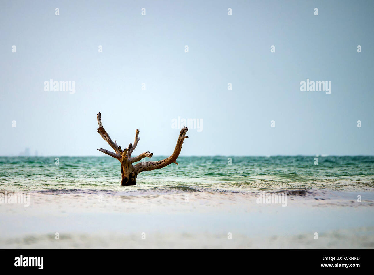 Seascape with dead tree Stock Photo - Alamy