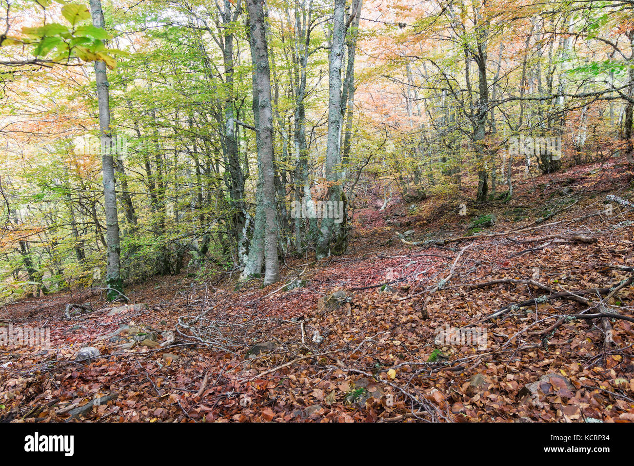 Beech Forest in autumn located in the natural border between provinces ...