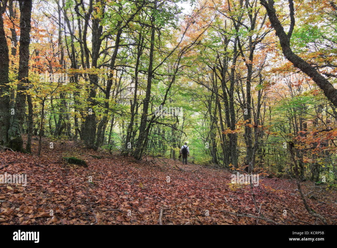 Beech Forest in autumn located in the natural border between provinces ...