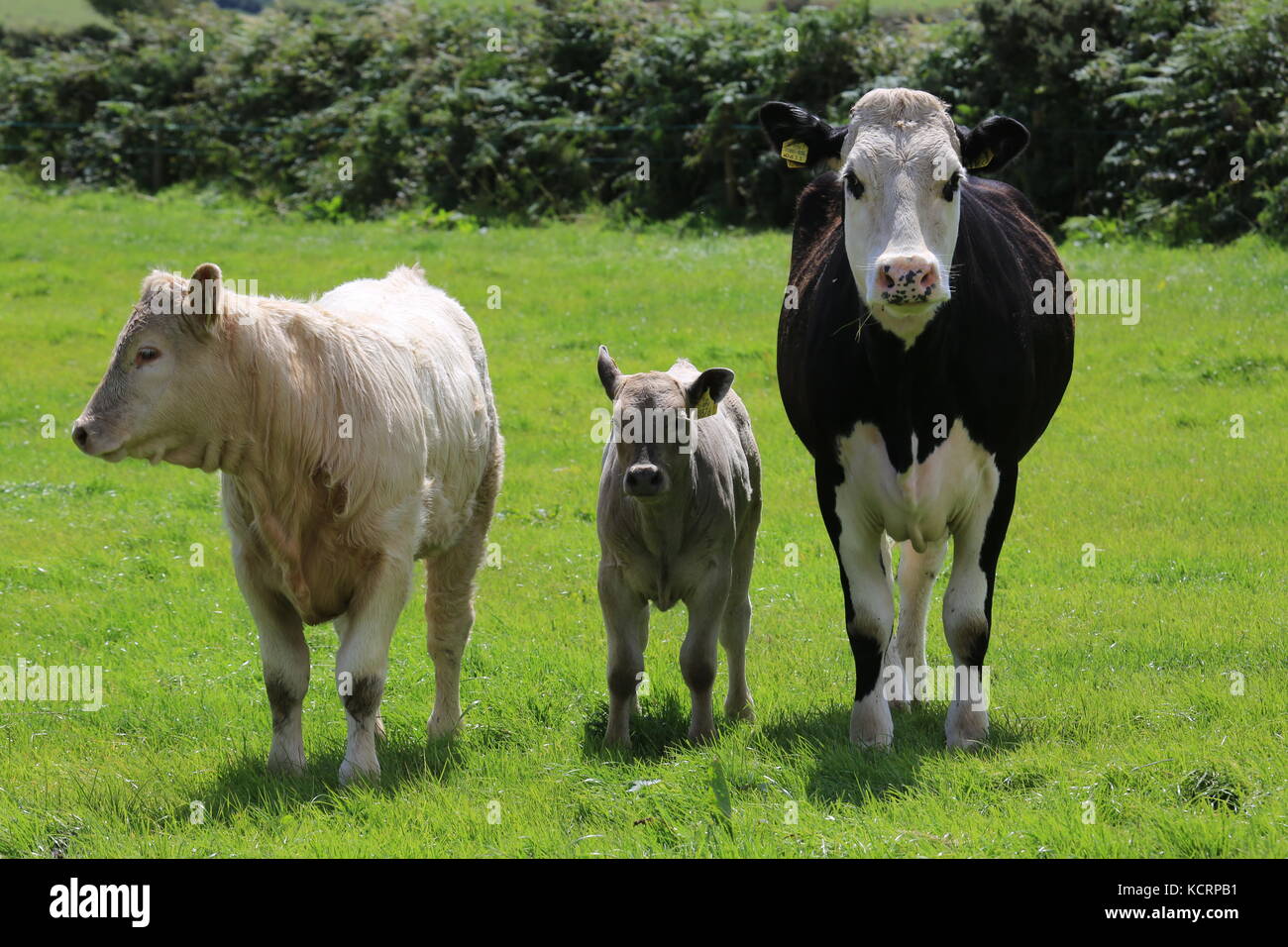 Irish cows in Field Stock Photo - Alamy