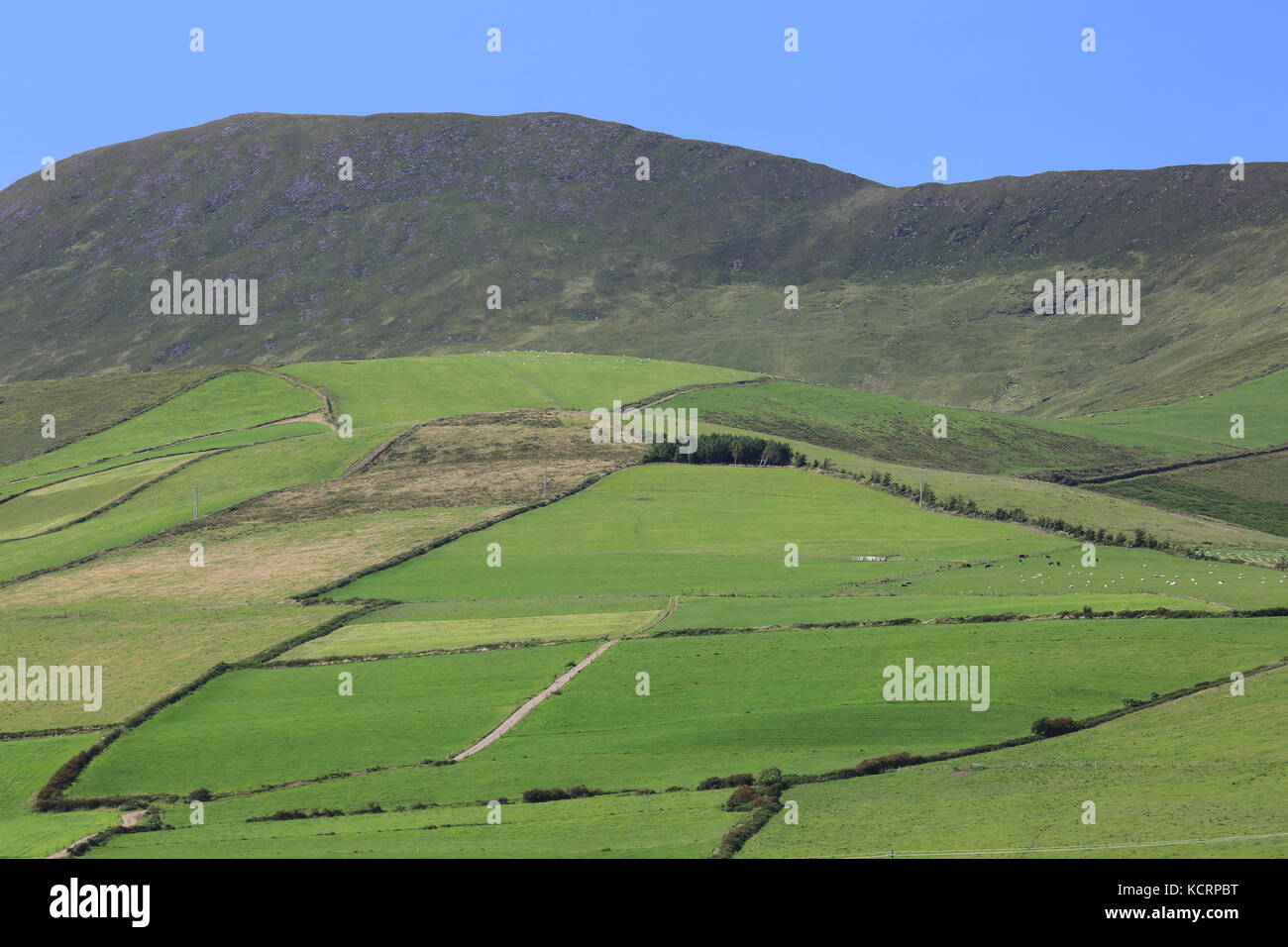Green fields of ireland hi-res stock photography and images - Alamy