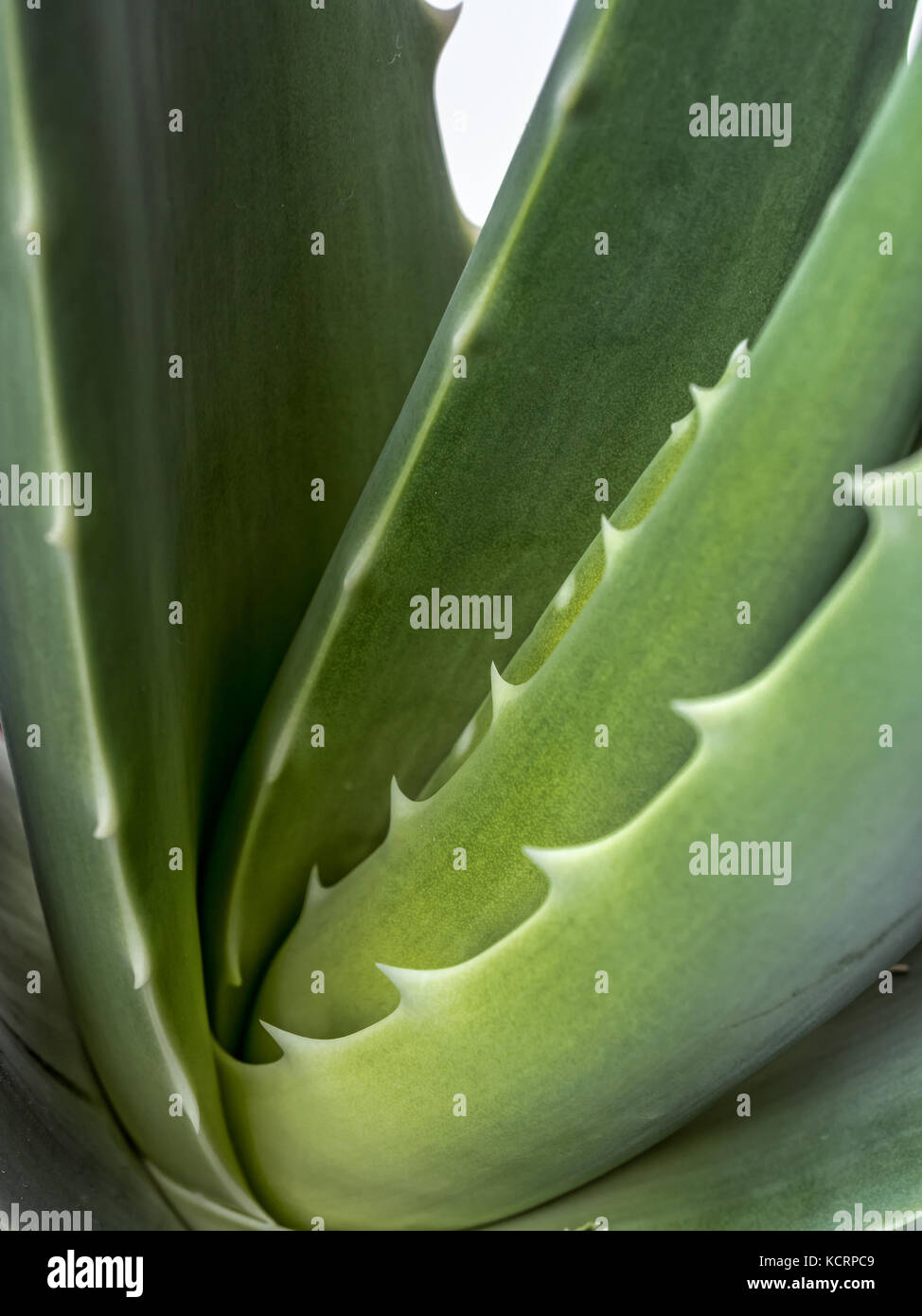 Closeup of aloe vera leaves Stock Photo - Alamy