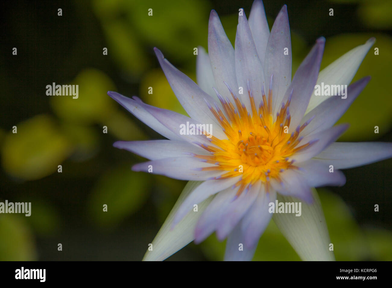 Nymphaea flower water lilly Sydney Australia Stock Photo - Alamy