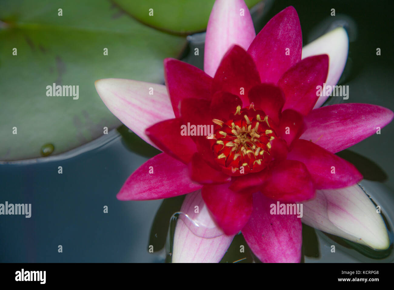 Sydney lily hi-res stock photography and images - Alamy
