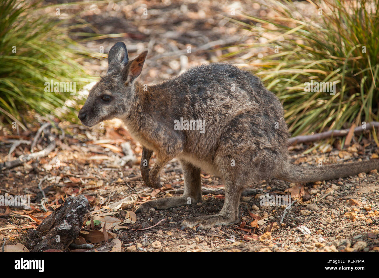 Wallaby in natural habitat at Flinders Chase National Park on Kangaroo ...