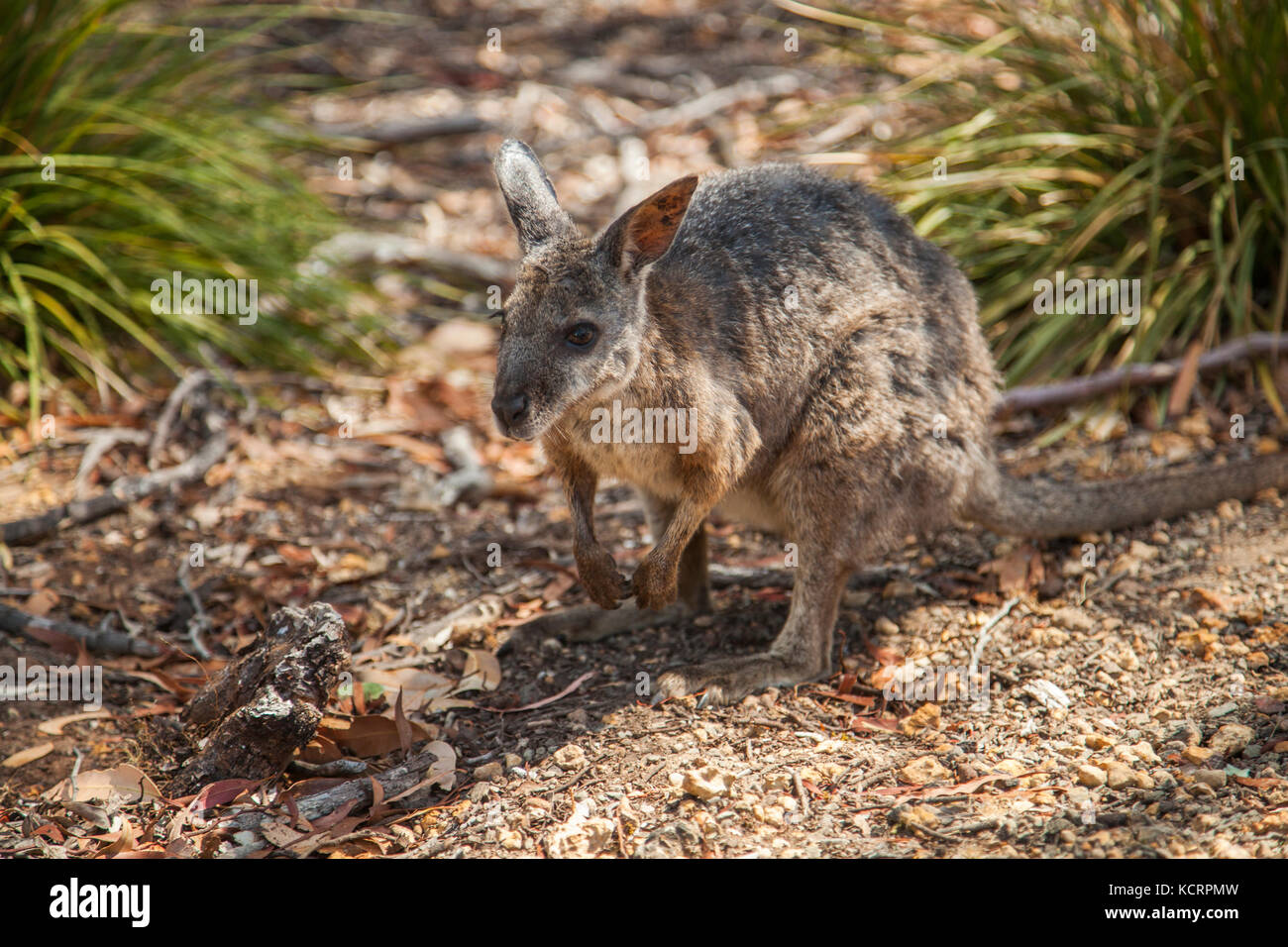 Wallaby in natural habitat at Flinders Chase National Park on Kangaroo ...