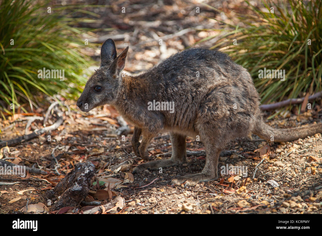 Kangaroo cousin hi-res stock photography and images - Alamy