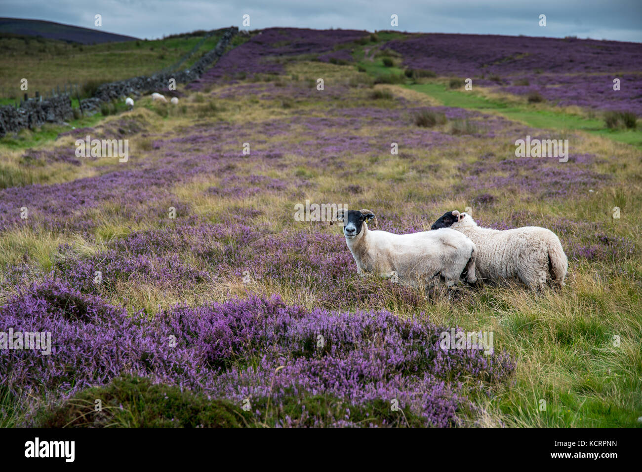 Pentland Hills in heather Stock Photo - Alamy
