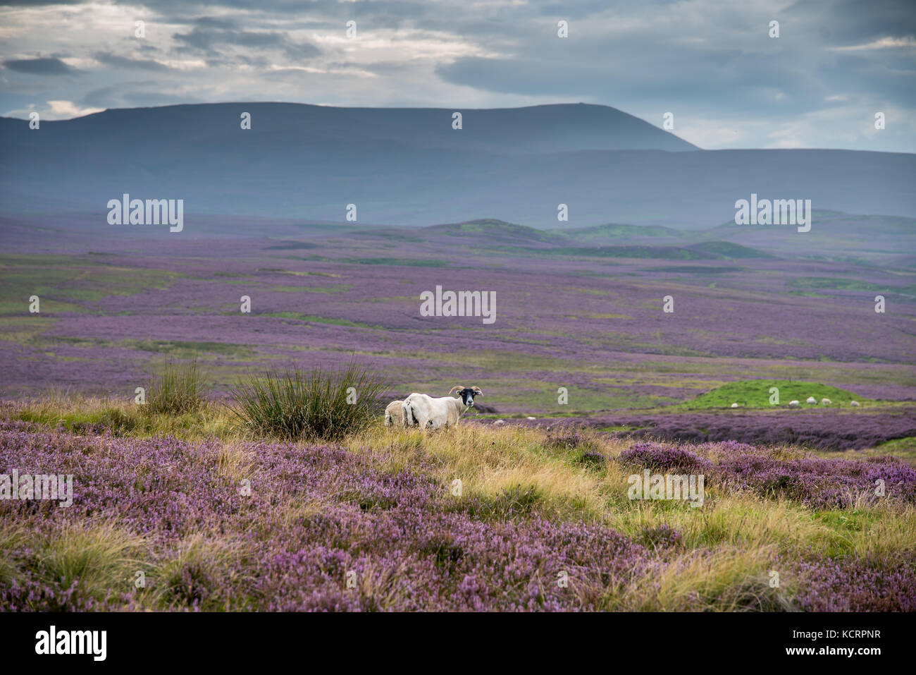Pentland Hills in heather Stock Photo - Alamy