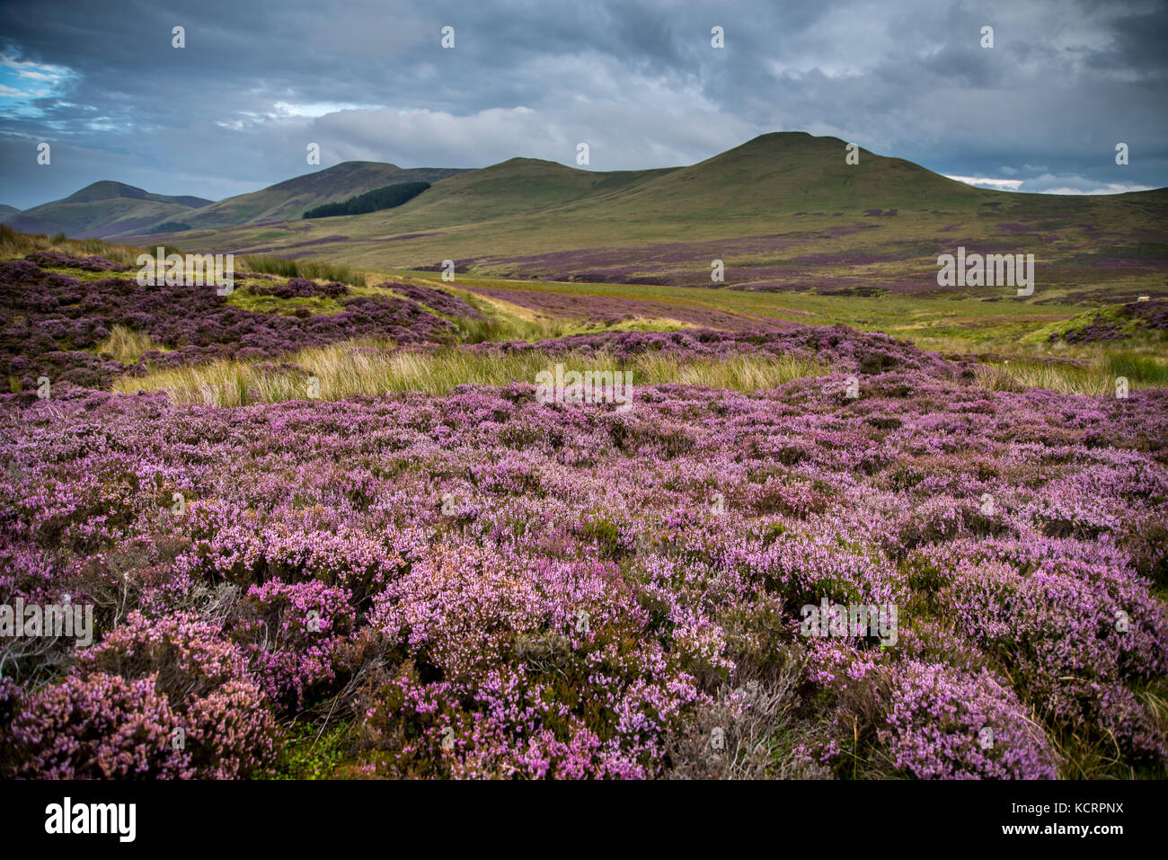 Pentland Hills in heather Stock Photo - Alamy