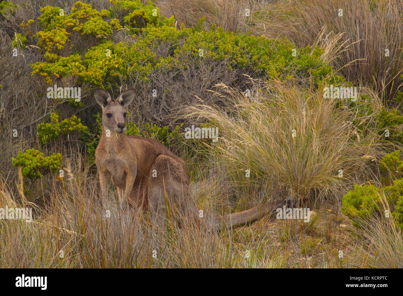 Wild Kangaroo in natural habitat along the Great Ocean Road in Victoria ...