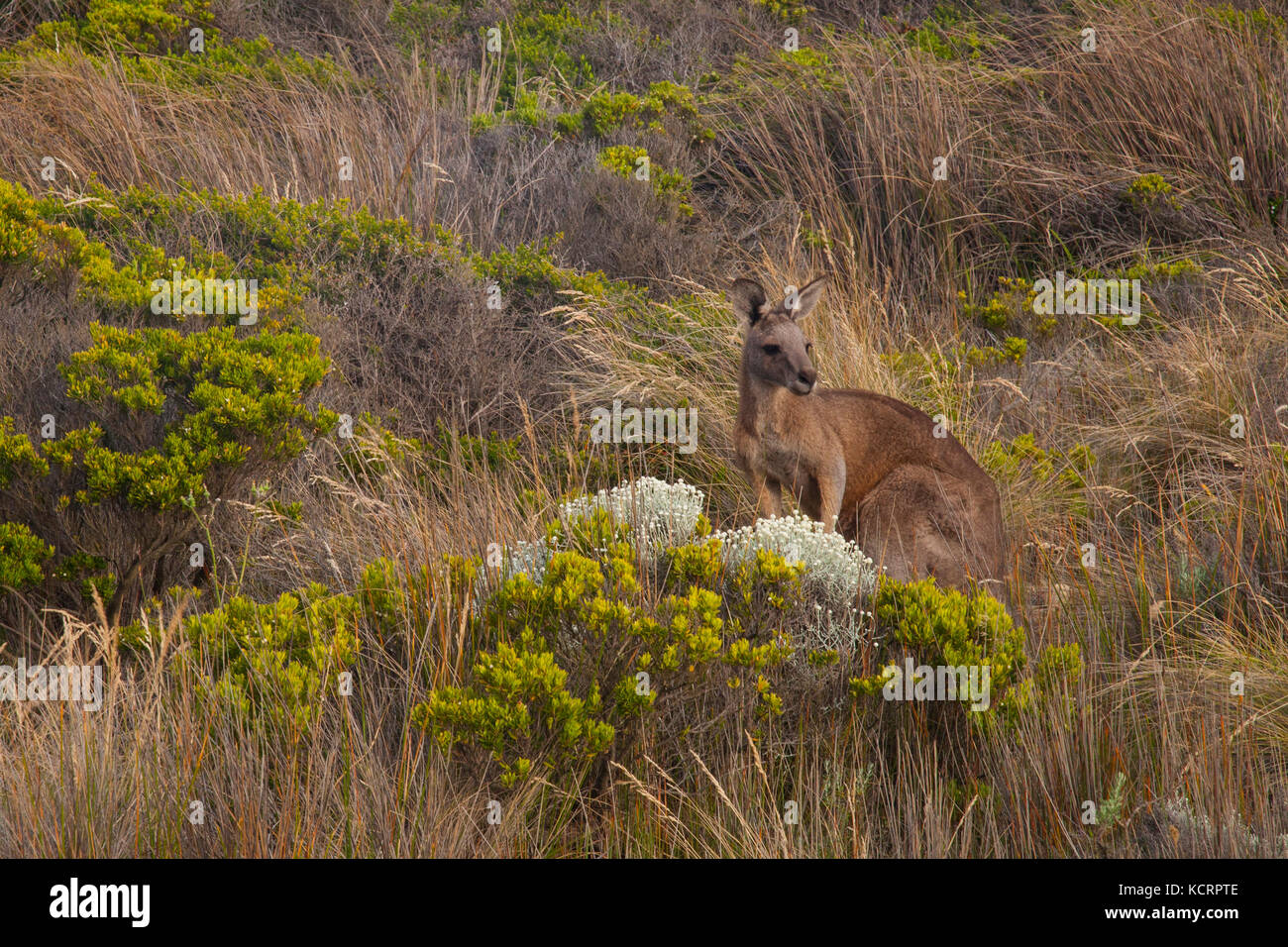 Wild Kangaroo in natural habitat along the Great Ocean Road in Victoria ...